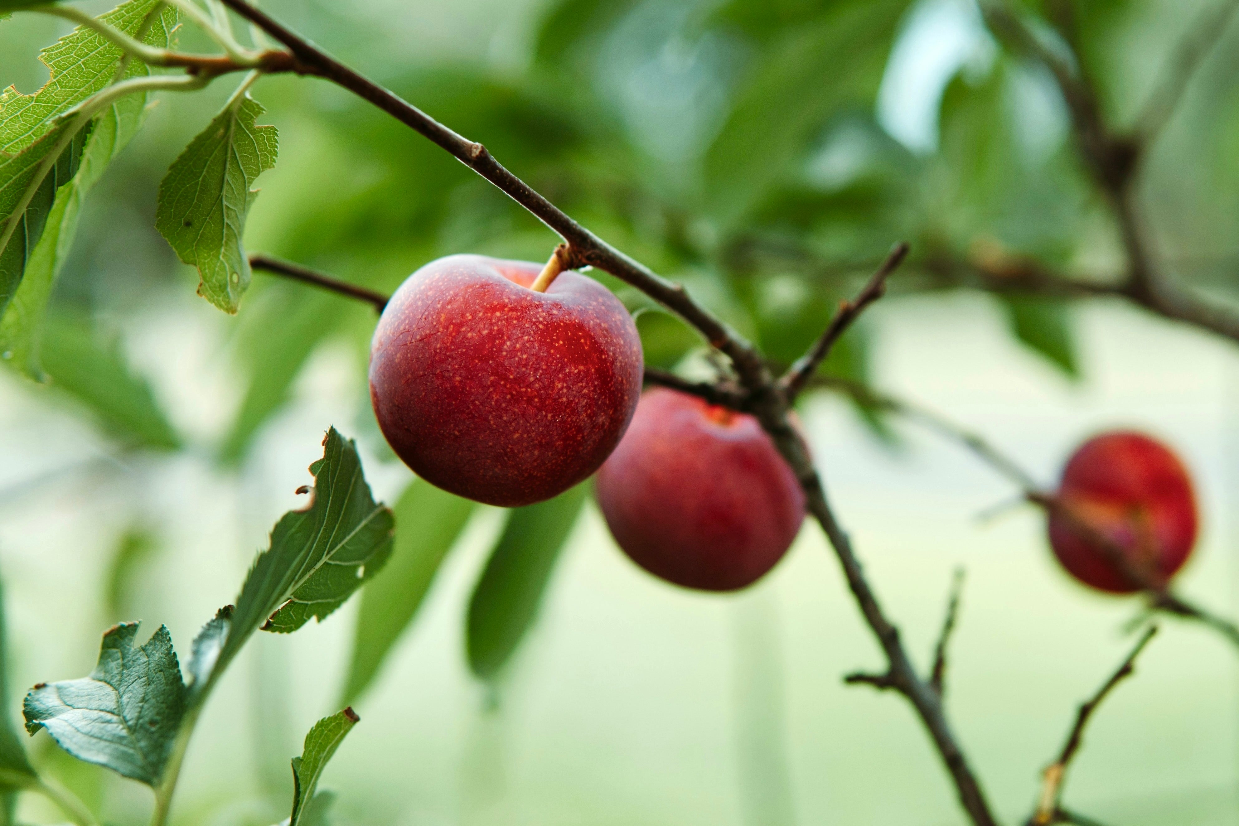 Hanska Plum Seedling (Bundle of 2) – Montana Fruit Trees