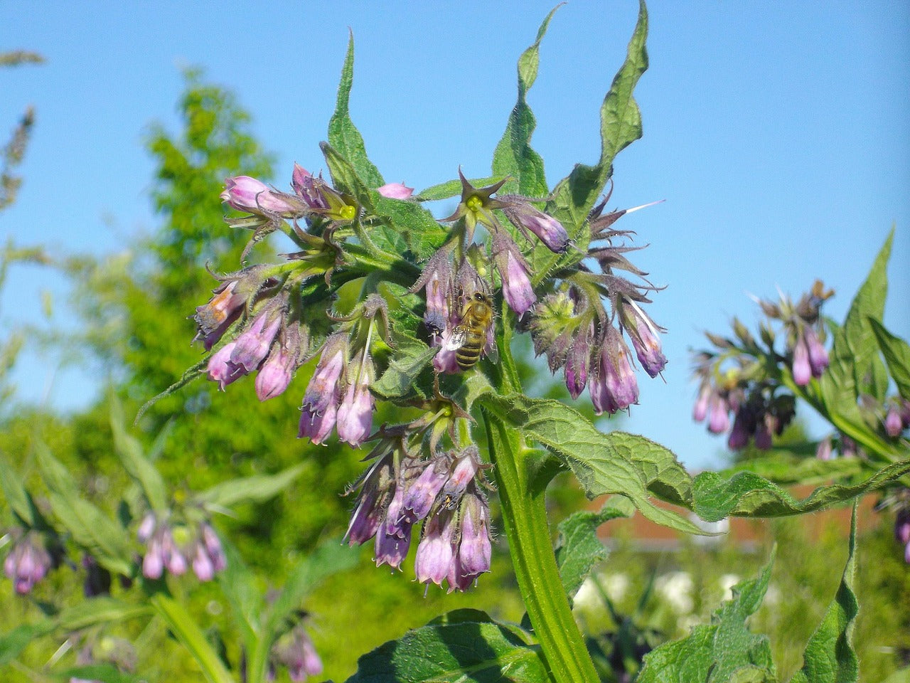 COMFREY – Montana Fruit Trees