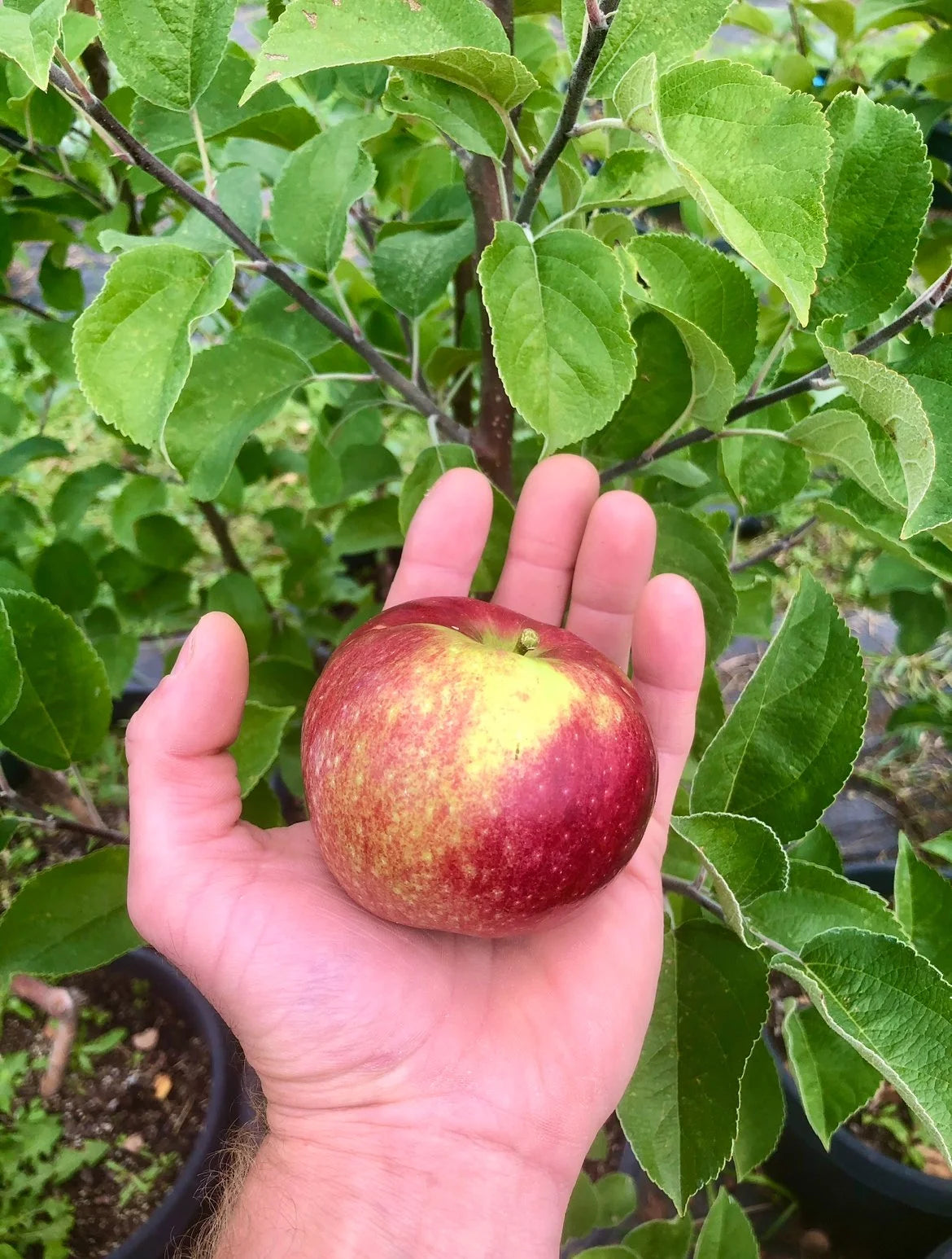 Macoun Apple – Montana Fruit Trees