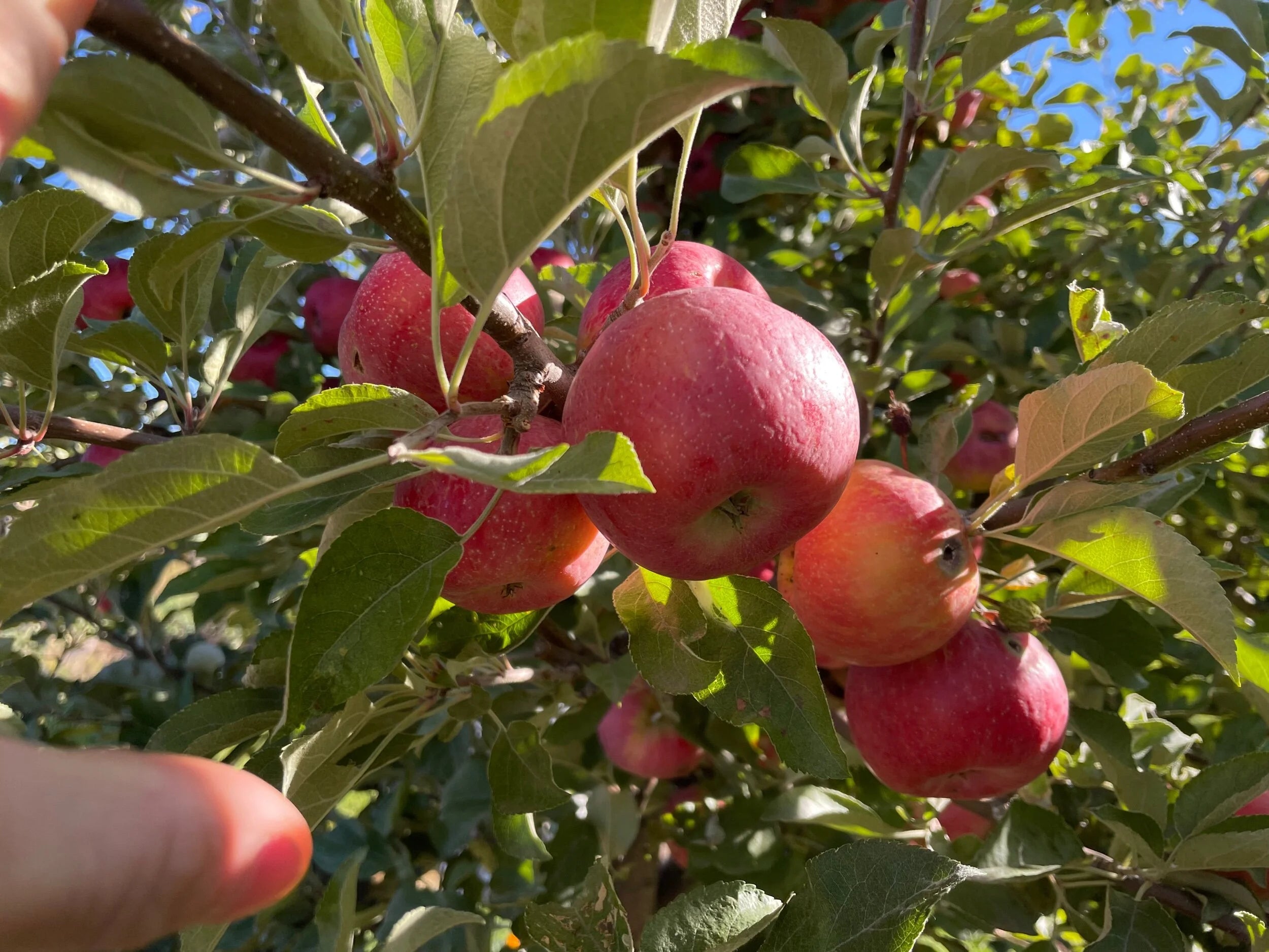 Triumph Apple – Montana Fruit Trees