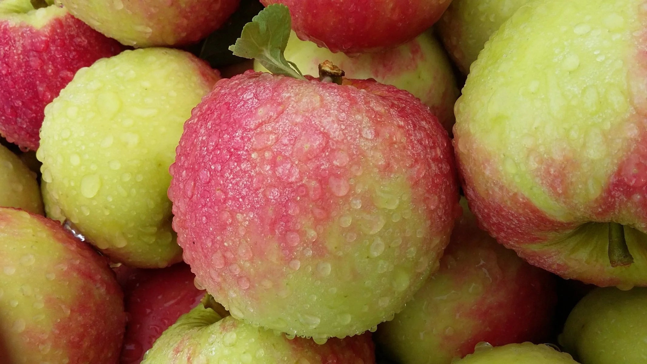 Carroll Apple – Montana Fruit Trees