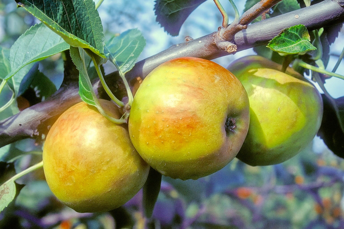 Claygate Pearmain Apple – Montana Fruit Trees