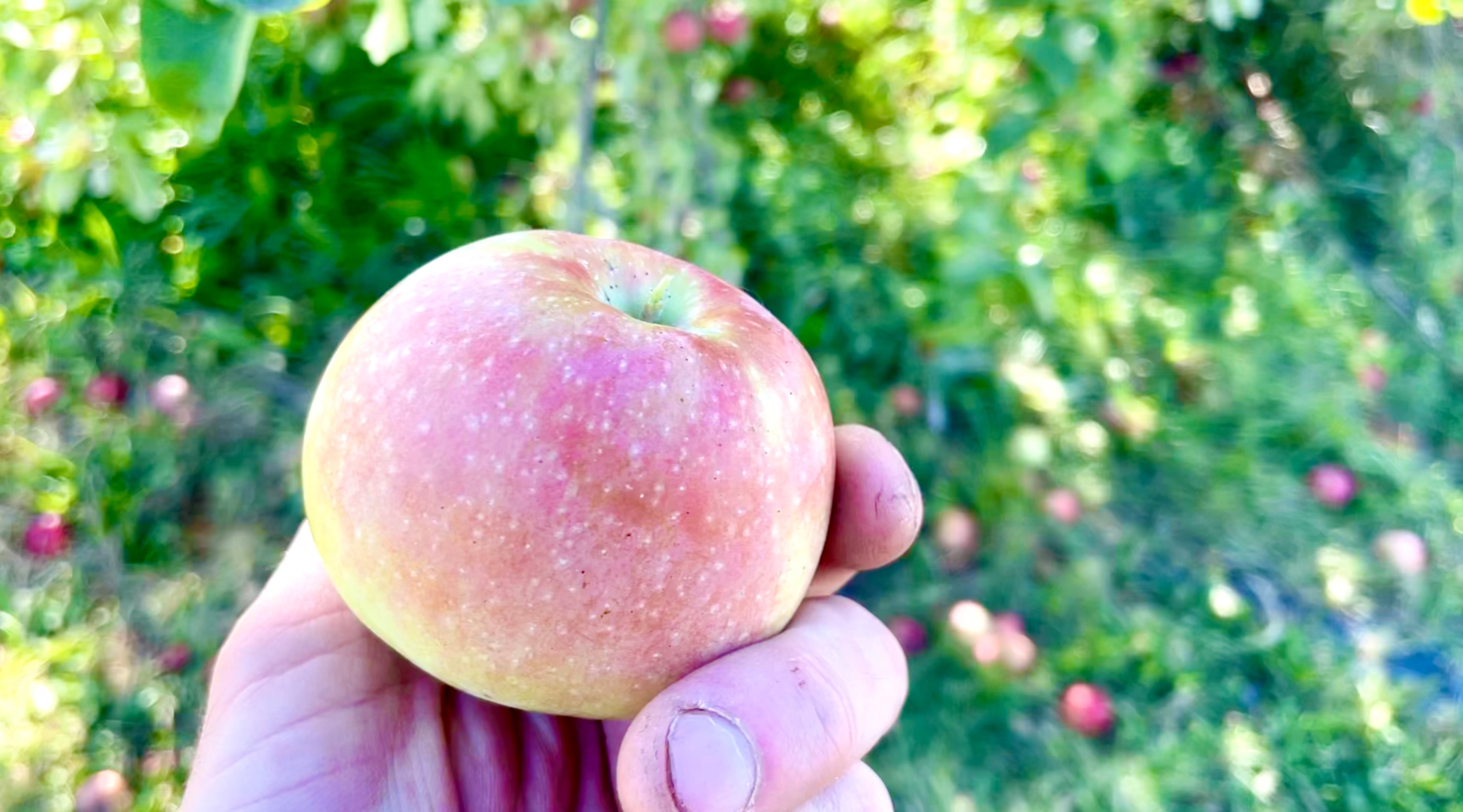 Fred's Mac Apple Seedling (Bundle of 5) – Montana Fruit Trees