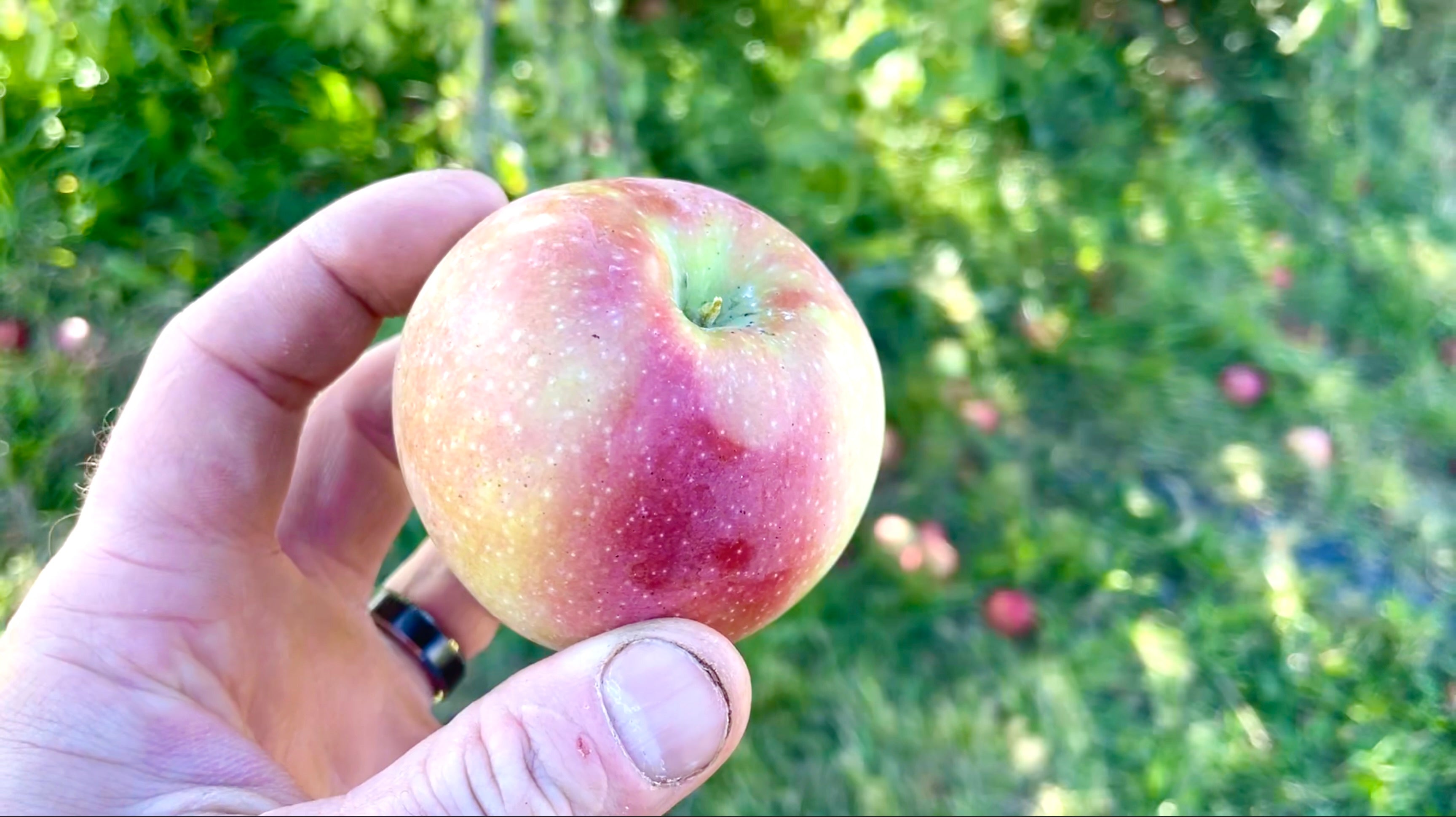Fred's Mac Apple – Montana Fruit Trees