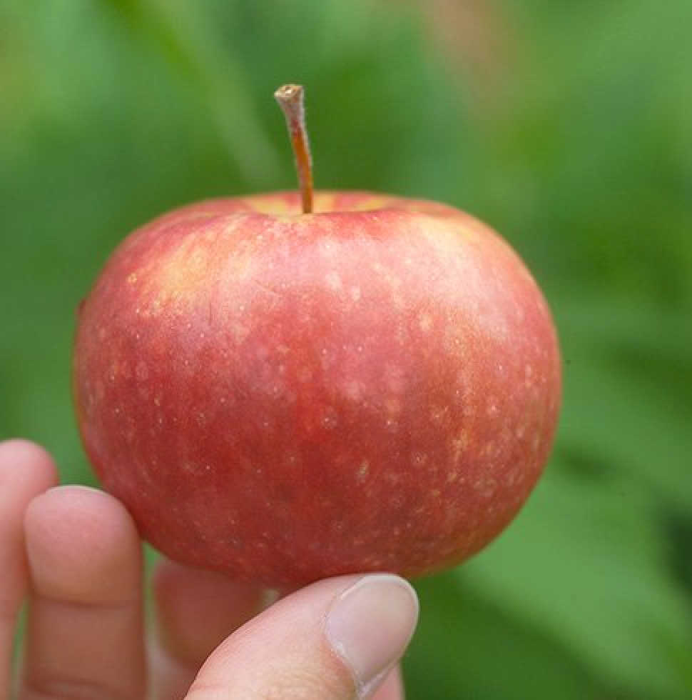 Frostbite Apple Seedling (Bundle of 5) – Montana Fruit Trees