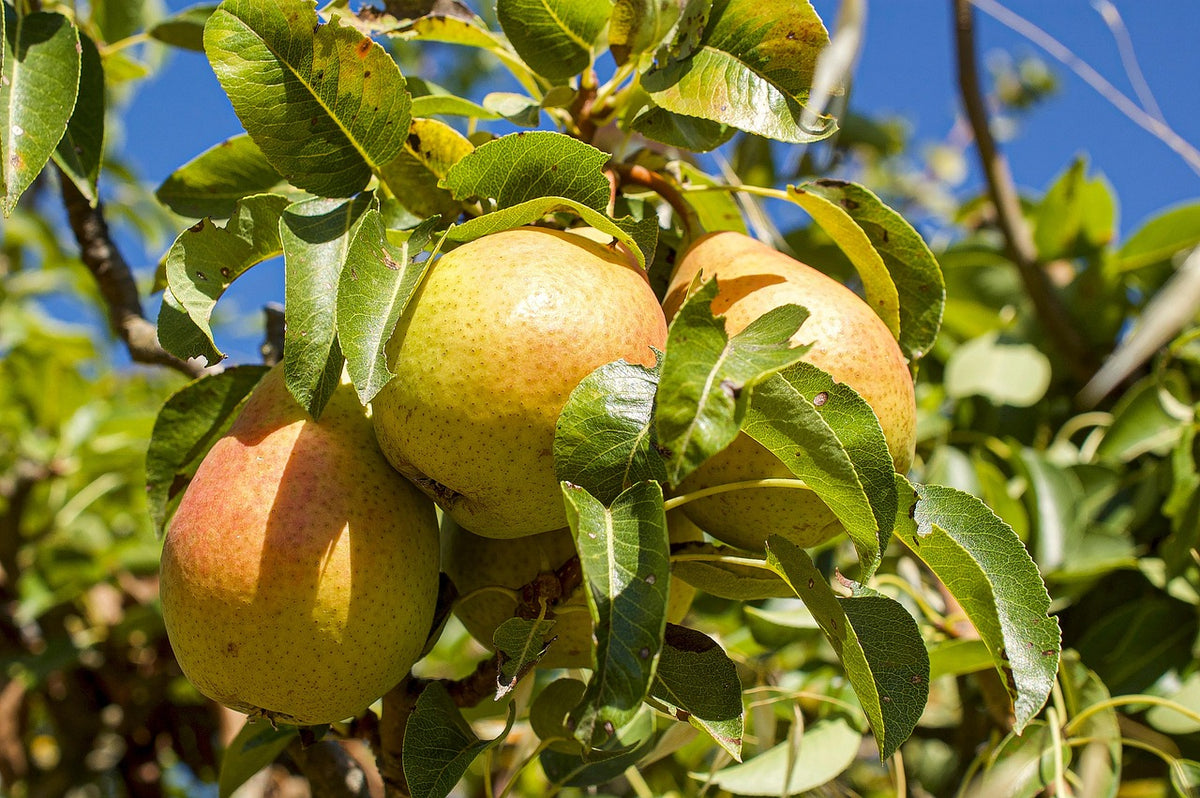 Hudar Pear – Montana Fruit Trees