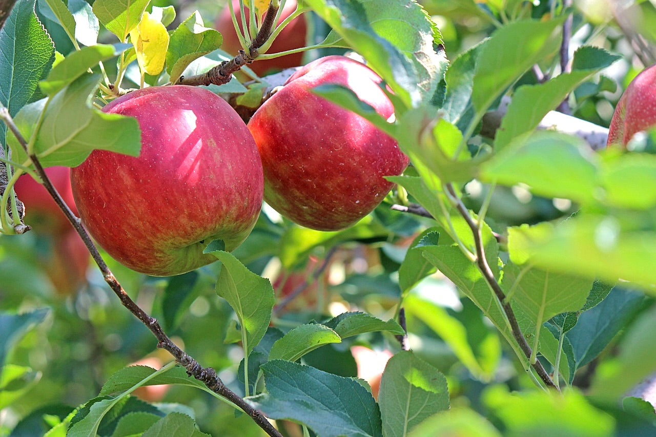 Kindercrisp Apple – Montana Fruit Trees