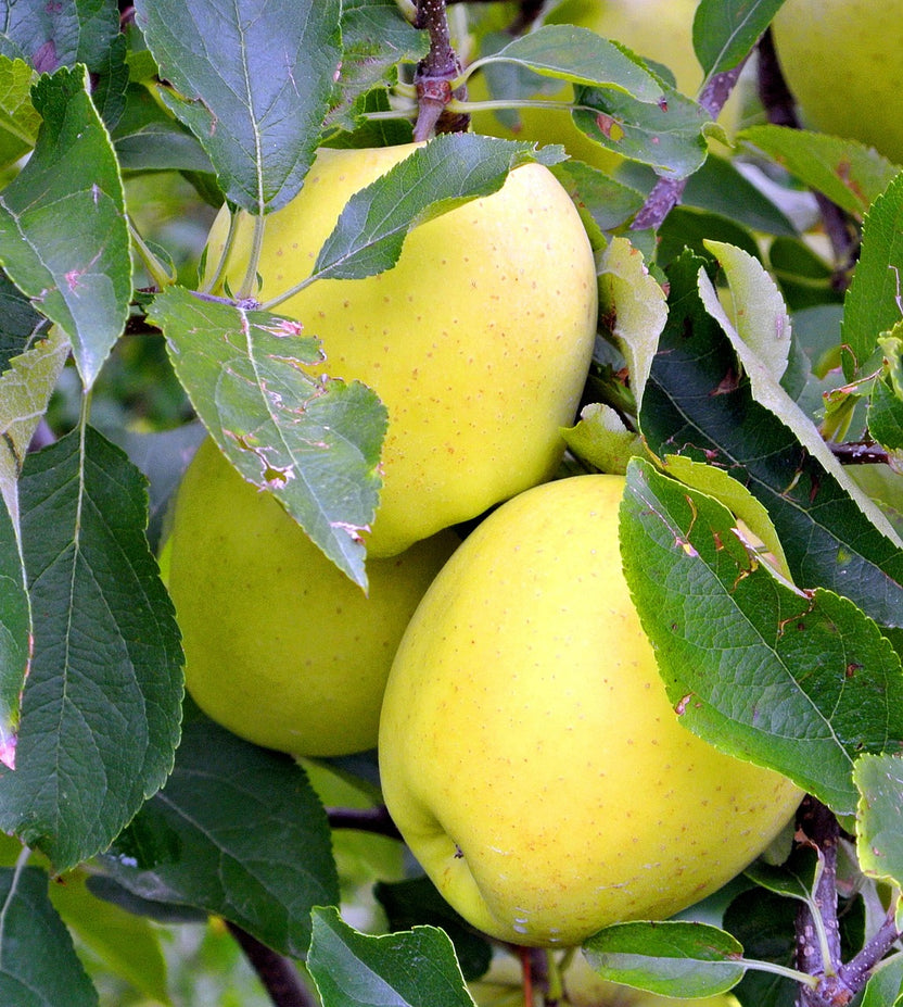 Lodi Apple – Montana Fruit Trees