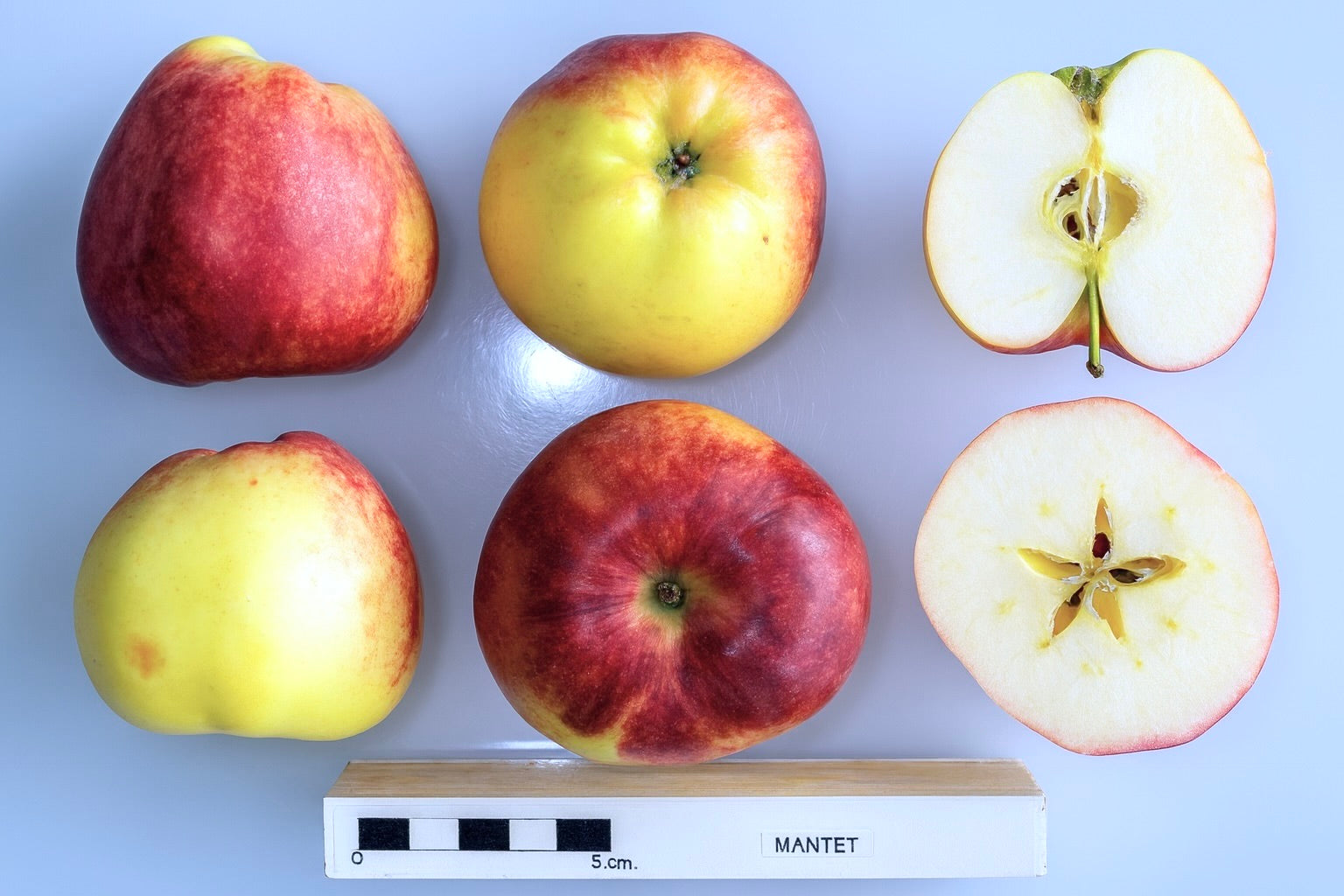 Mantet Apple – Montana Fruit Trees