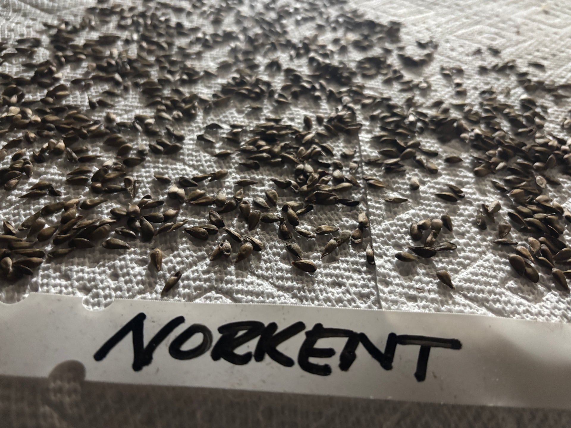Norkent Apple Seeds—50 Seeds: Ships ASAP – Montana Fruit Trees