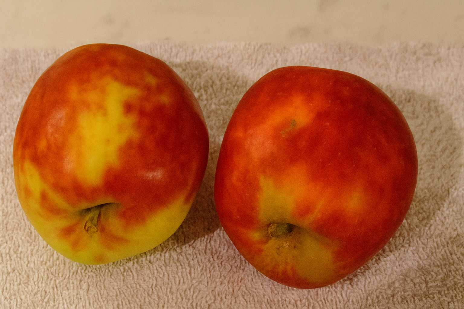Red Gravenstein Apple – Montana Fruit Trees