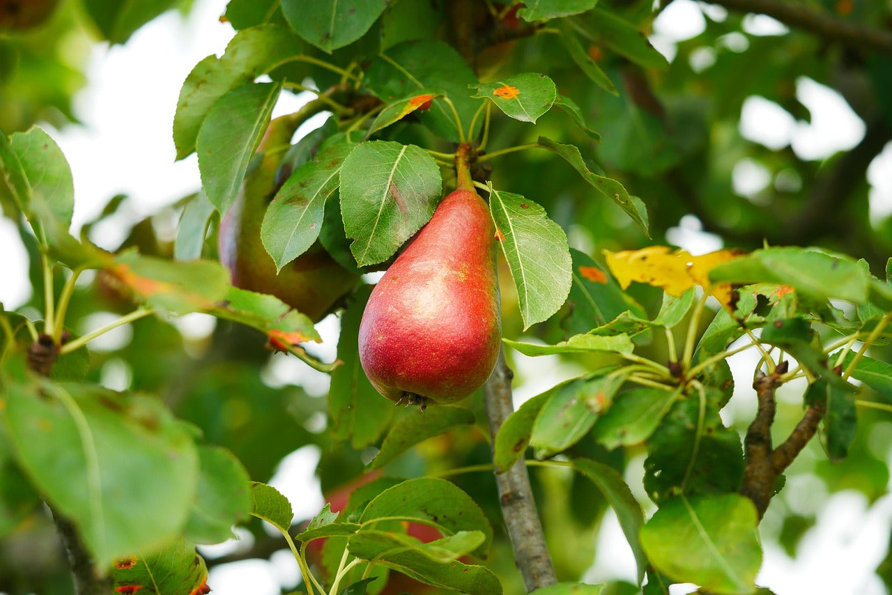 Red Sensation Bartlett Pear – Montana Fruit Trees