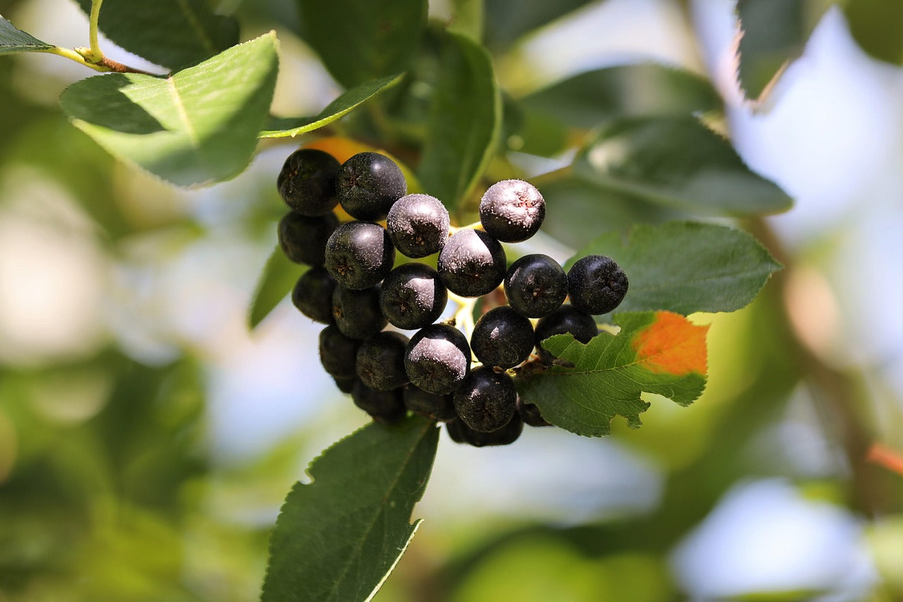 Viking Aronia (Bundle of 2) – Montana Fruit Trees