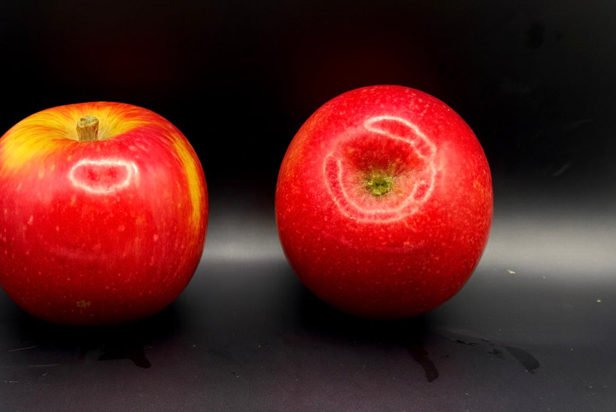 Yates Apple – Montana Fruit Trees