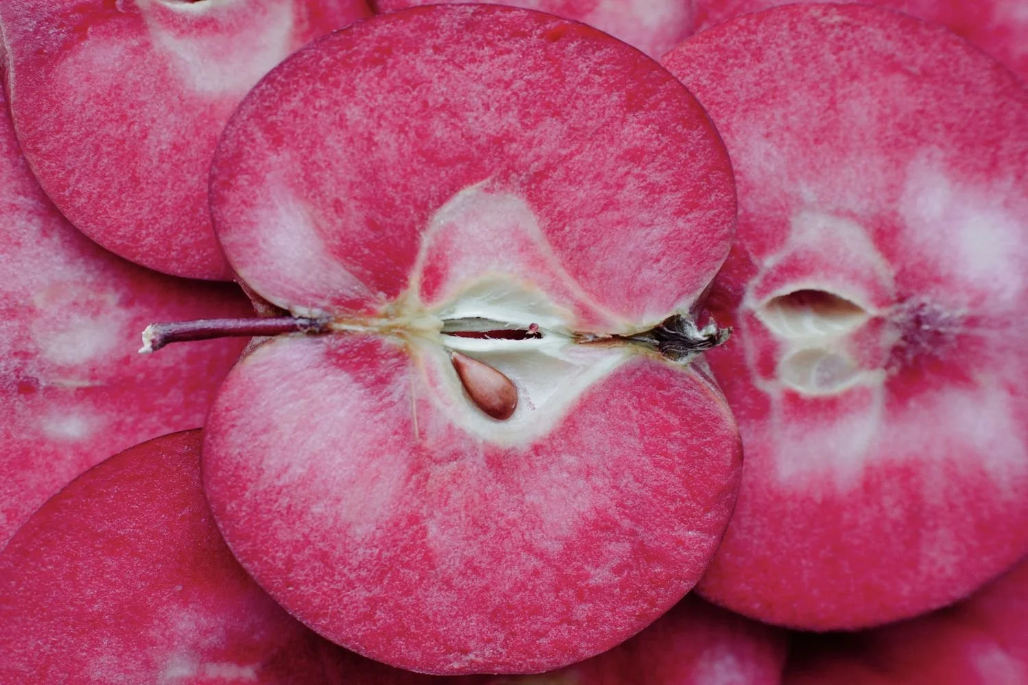 Red King Red Flesh Apple – Montana Fruit Trees